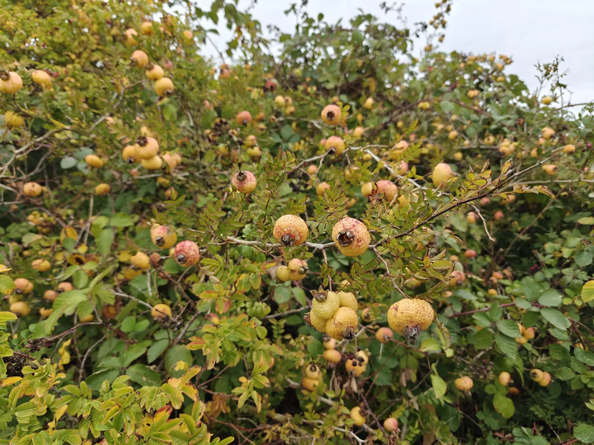 Confituur van Rosa roxburghii ‘Lampion’, kweepeer en Japanse kwee ...