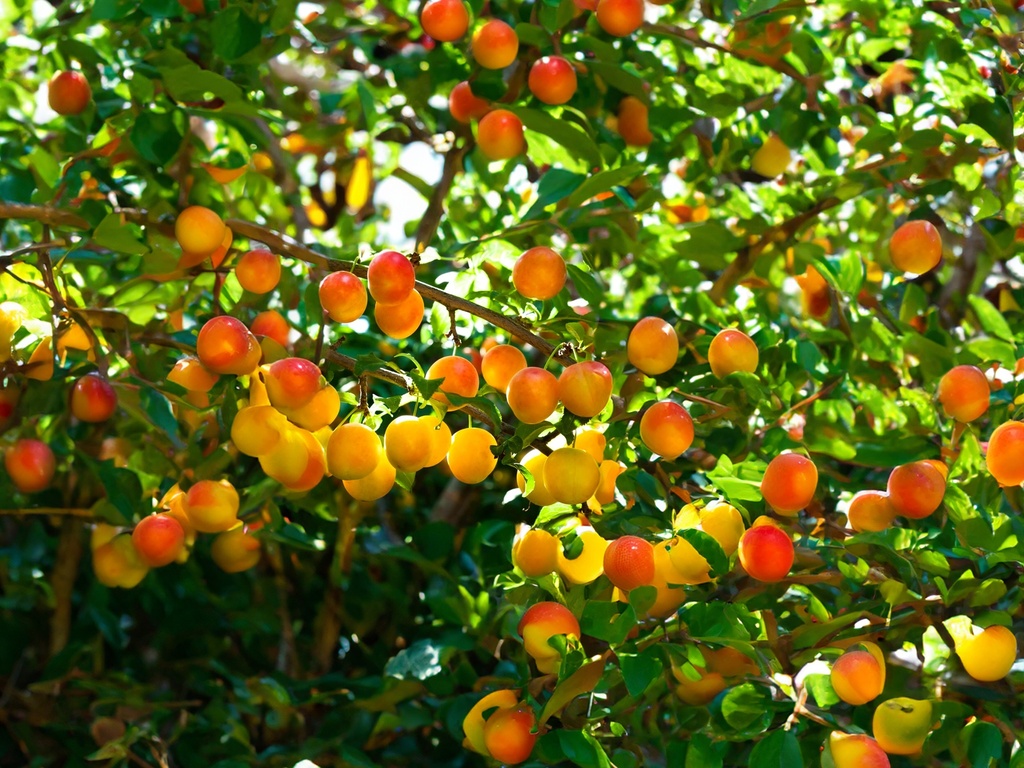 Prunus domestica 'Mirabelle de Nancy' - Pruim | Vloet Permafruit